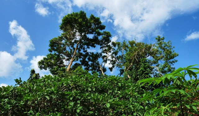 Roots Yard Peki Volta Region Ghana